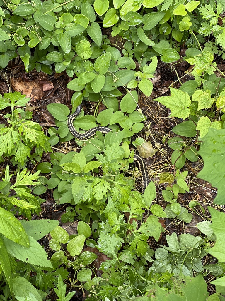 Common Garter Snake from Dyke Marsh Wildlife Habitat, Alexandria, VA ...