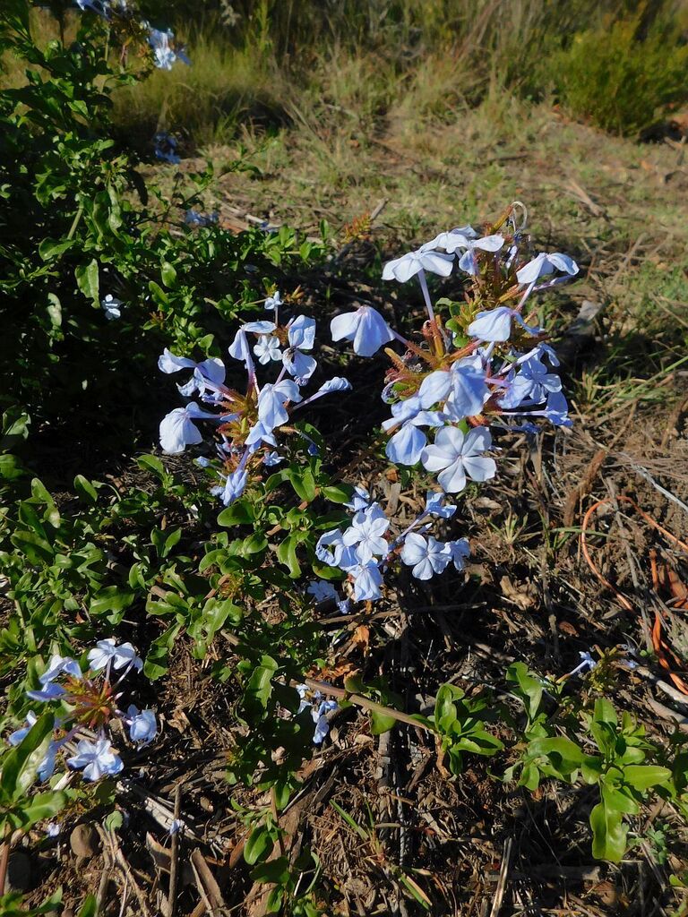 blue plumbago from Greyton, 7233, South Africa on May 22, 2025 at 11:15 ...
