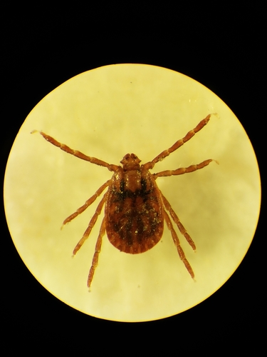 Asian Longhorned Tick (Haemaphysalis longicornis) · iNaturalist United ...