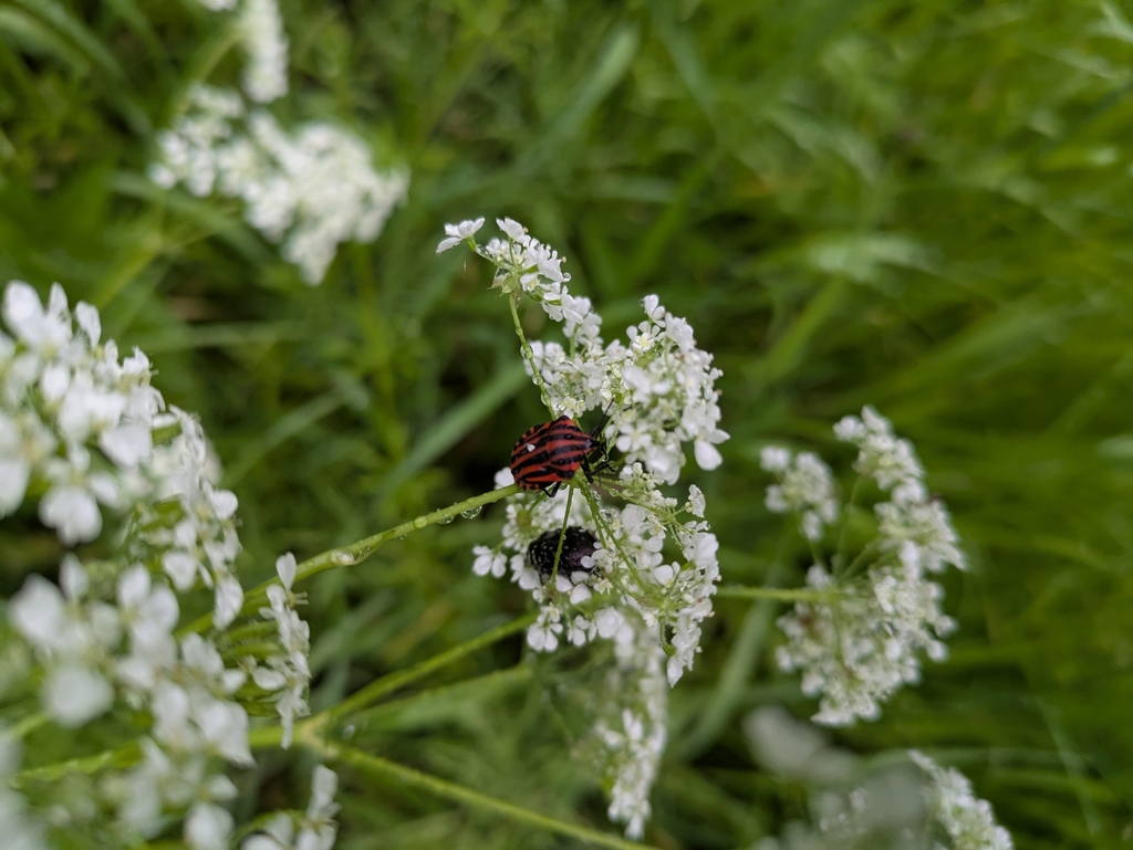 European Striped Shield Bug from Grinzing, Wien, Österreich on May 22 ...