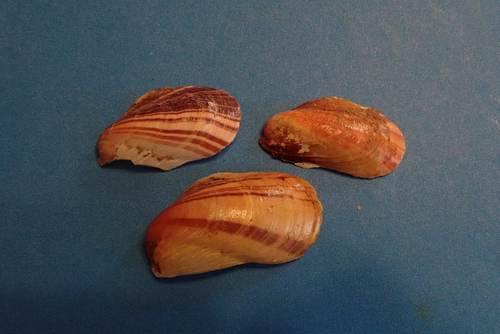 Mejillón tulipán (Modiolus americanus)
