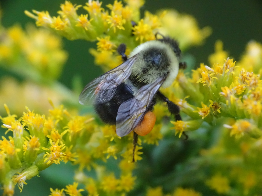 Common Eastern Bumble Bee from Mississauga, ON, Canada on September 9 ...