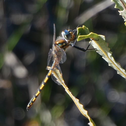 Western Swamp Emerald (Procordulia affinis) · iNaturalist