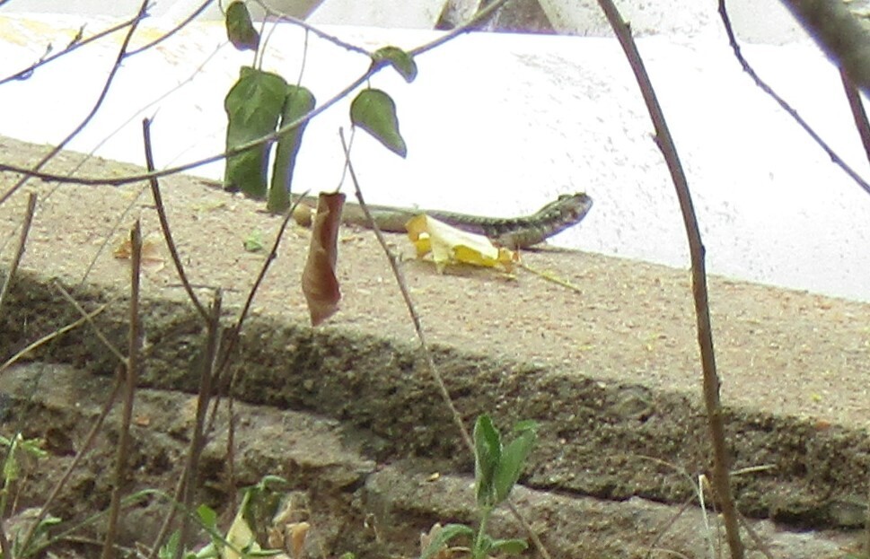 Striped Lava Lizard from Ibimirim - State of Pernambuco, Brazil on May ...