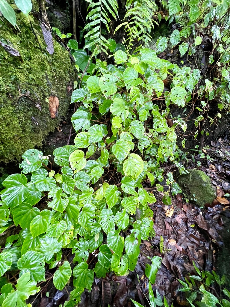 (Begonia lyallii) - Botanical Realm