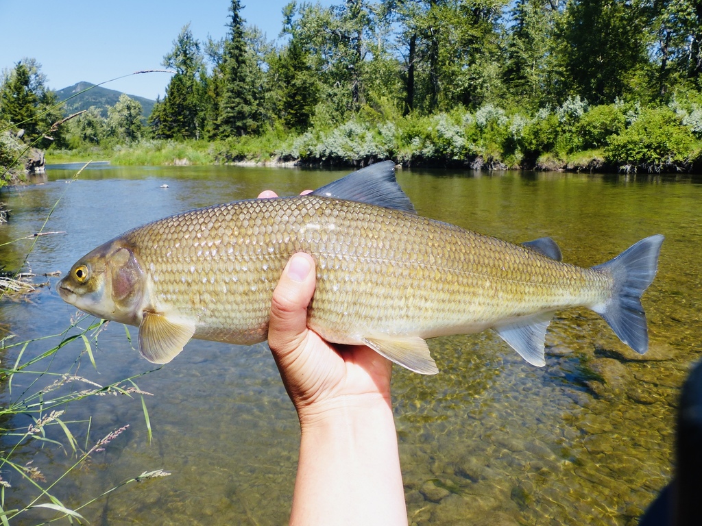 Mountain Whitefish (Prosopium williamsoni) - Marine Life Identification