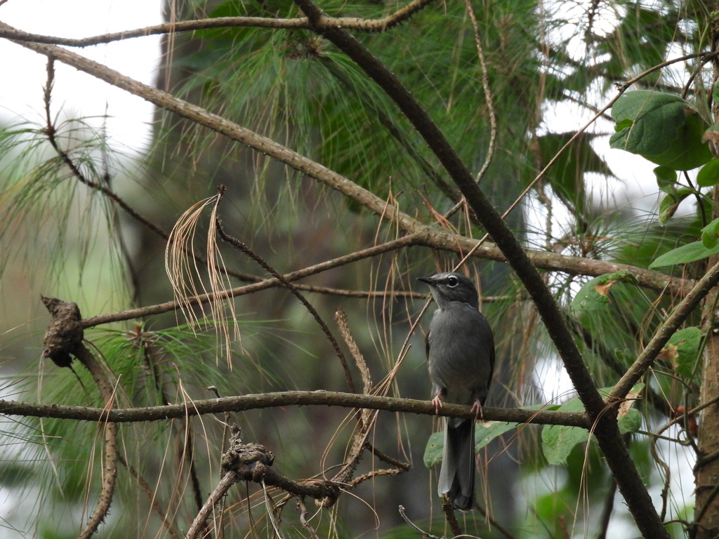 Clarín jilguero desde Coapilla, Chis., México el 20 de mayo de 2025 a ...