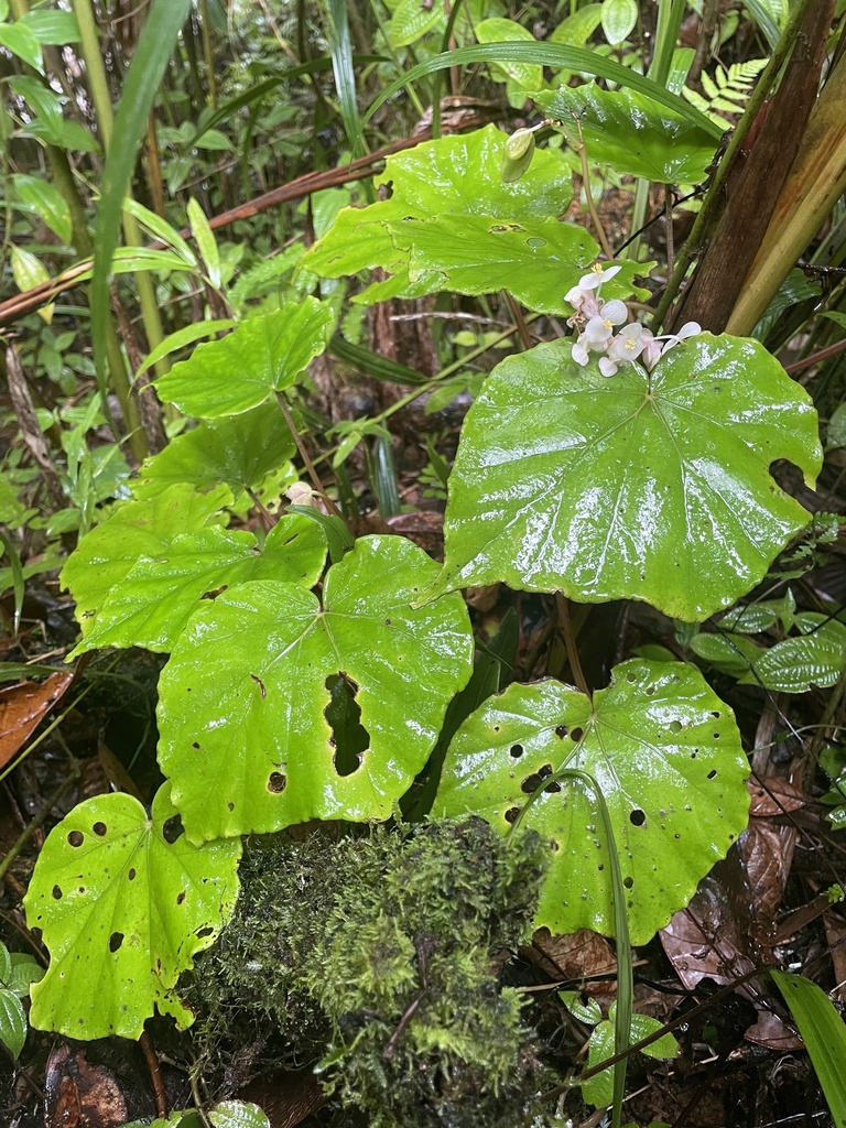 (Begonia lyallii) - Botanical Realm