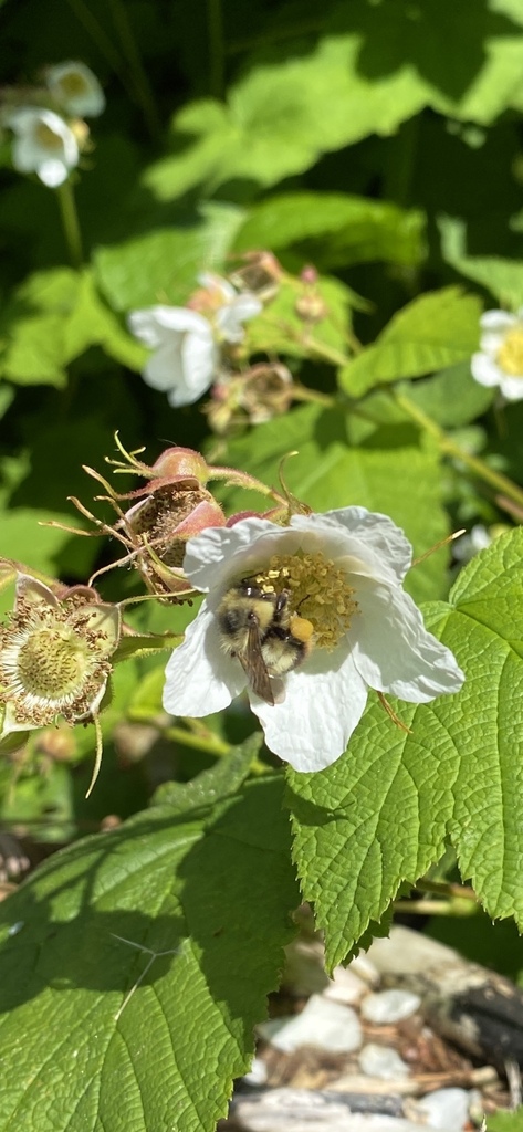 Bumble Bees from Pebble Hill Park, Delta BC on May 22, 2025 at 03:59 PM ...