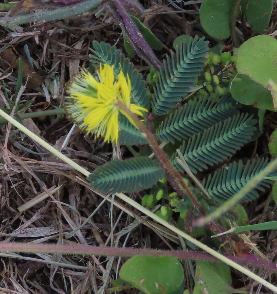 Tropical puff from Rosenberg, TX, USA on May 22, 2025 at 10:09 AM by ...