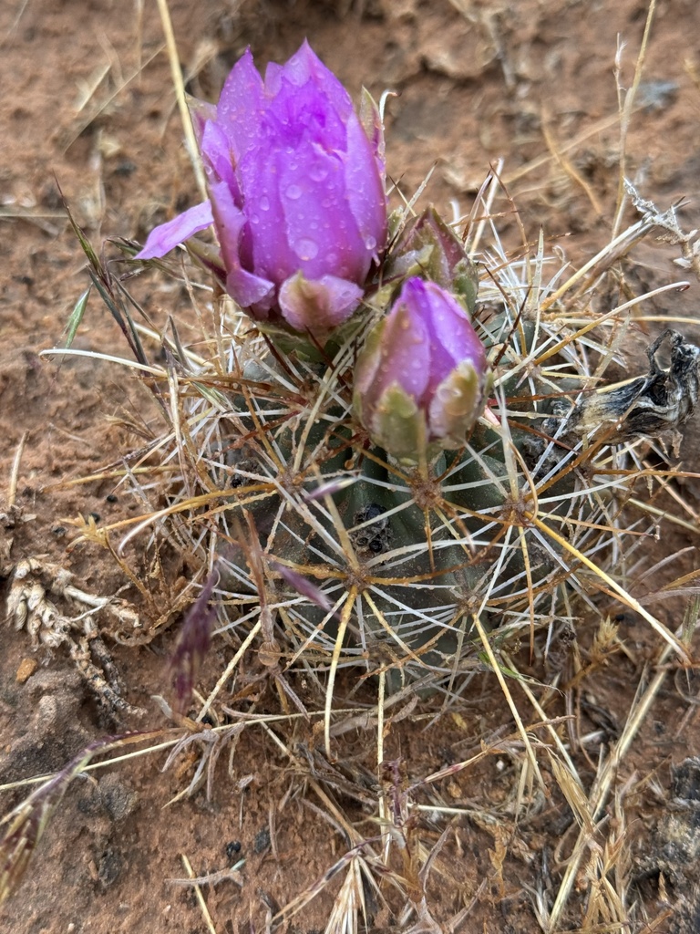 Smallflower Fishhook Cactus from Monticello, UT, US on May 18, 2025 at ...