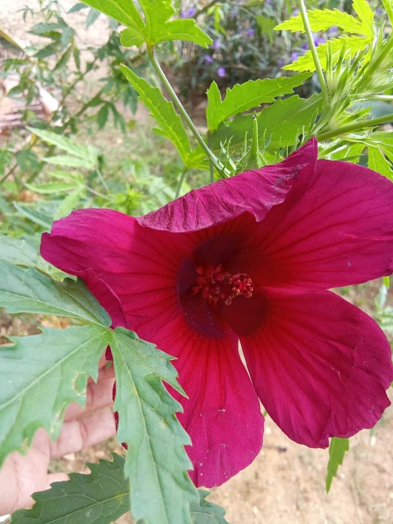 Hibiscus radiatus from 237G+G45, San Juan Bautista 6320, Nueva Esparta ...