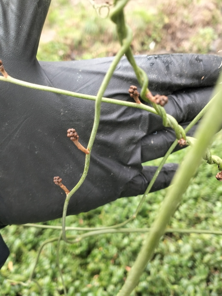 Coarse Dodder-laurel from Nunawading VIC 3131, Australia on May 23 ...