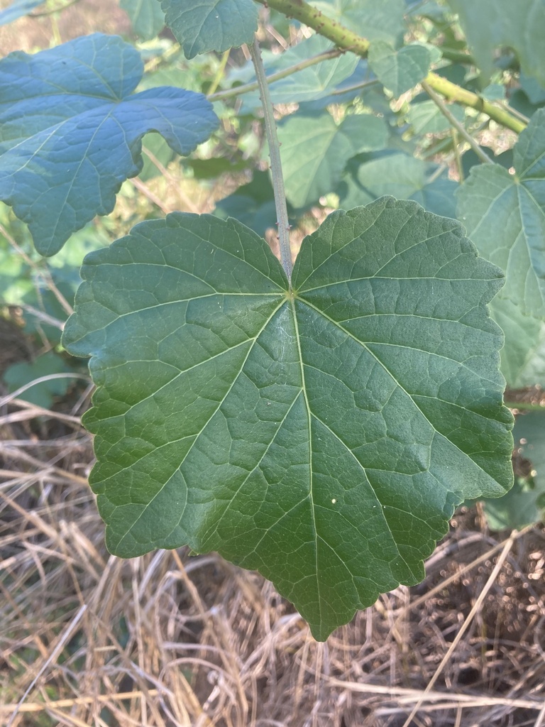 Prickly Tree Hibiscus from Alexandrina St, Coomera, QLD, AU on May 22 ...
