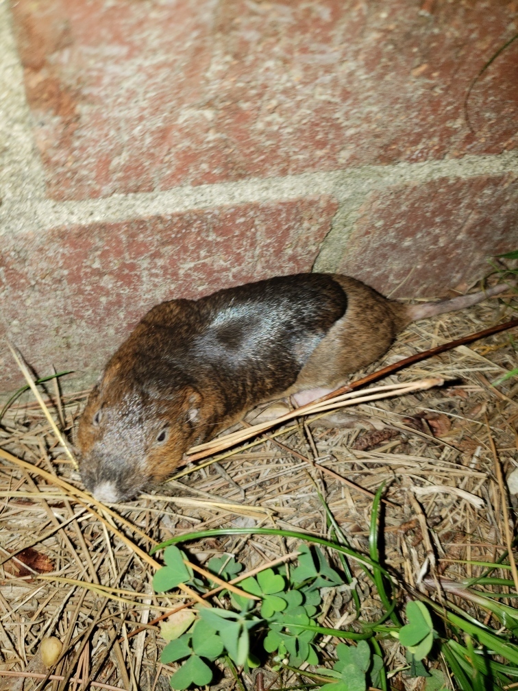 Baird's Pocket Gopher from Lindale, TX 75771, USA on September 9, 2019 ...