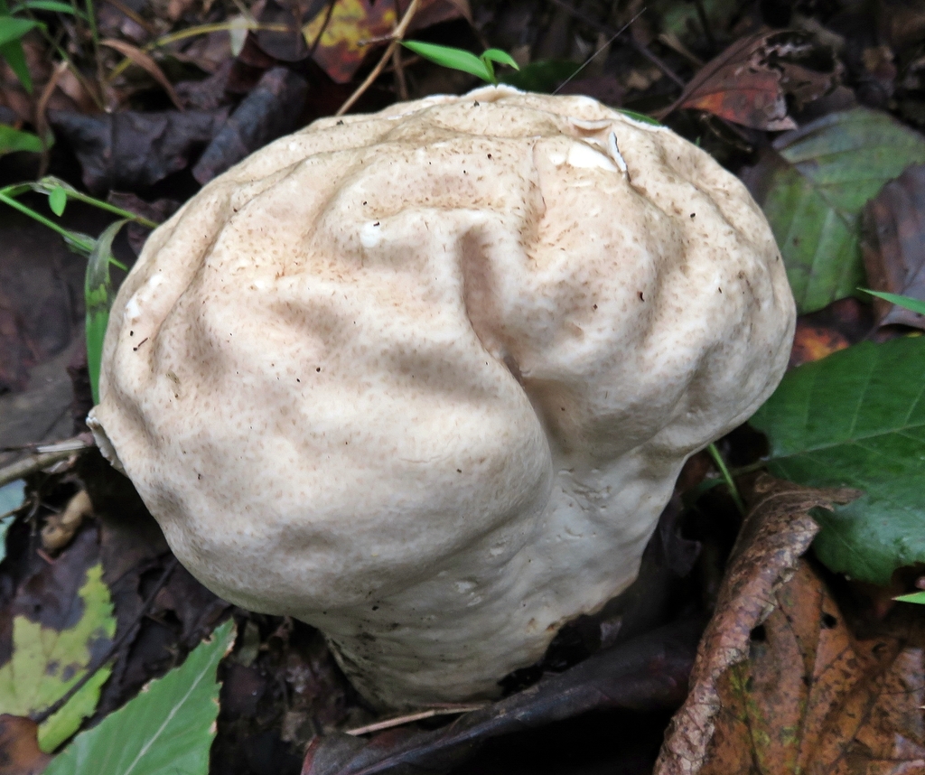 Brain puffball from Riverbend Park - Catawba County, NC, Conover, NC ...