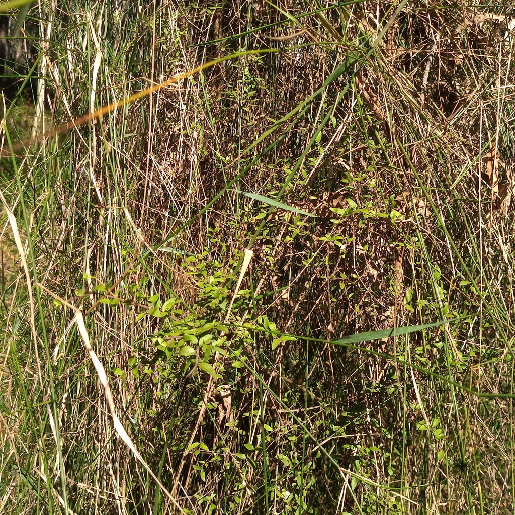 Forest Wire-grass from Melbourne VIC, Australia on May 20, 2025 at 12: ...