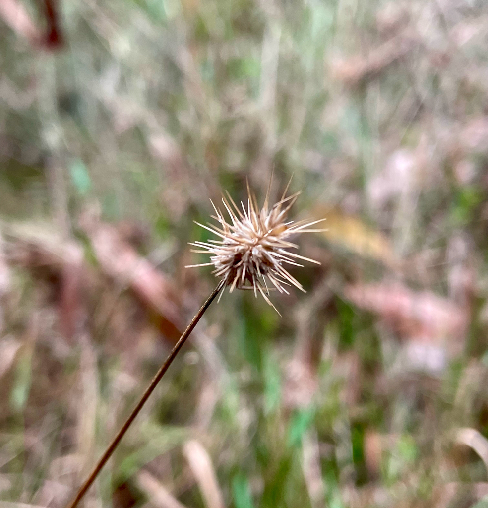 Hedgehog Grass from Perry La, Red Hill, VIC, AU on May 23, 2025 at 10: ...