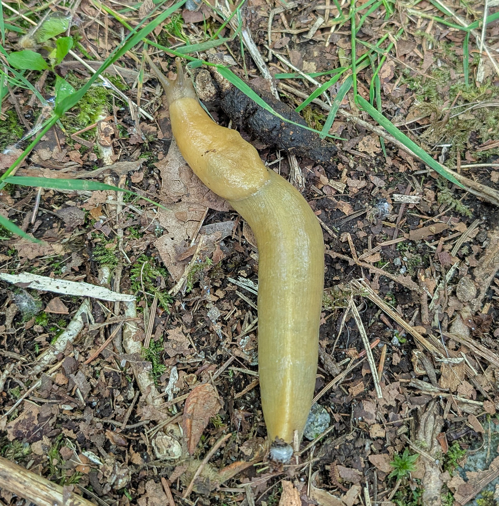 Pacific Banana Slug from West Vancouver, BC, Canada on May 22, 2025 at ...