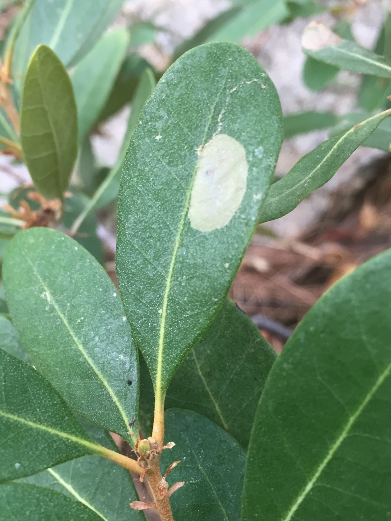 Cameraria sempervirensella from Washoe Valley, NV, US on September 09 ...