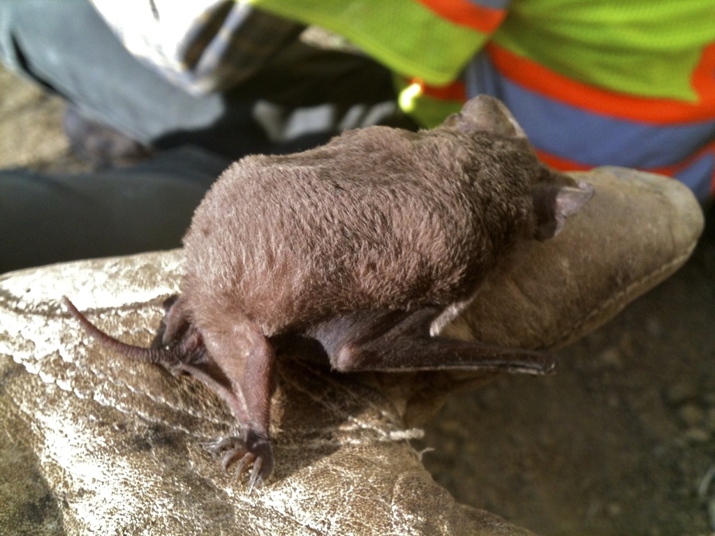 Mexican Free-tailed Bat from Contra Costa County, CA, USA on April 23 ...