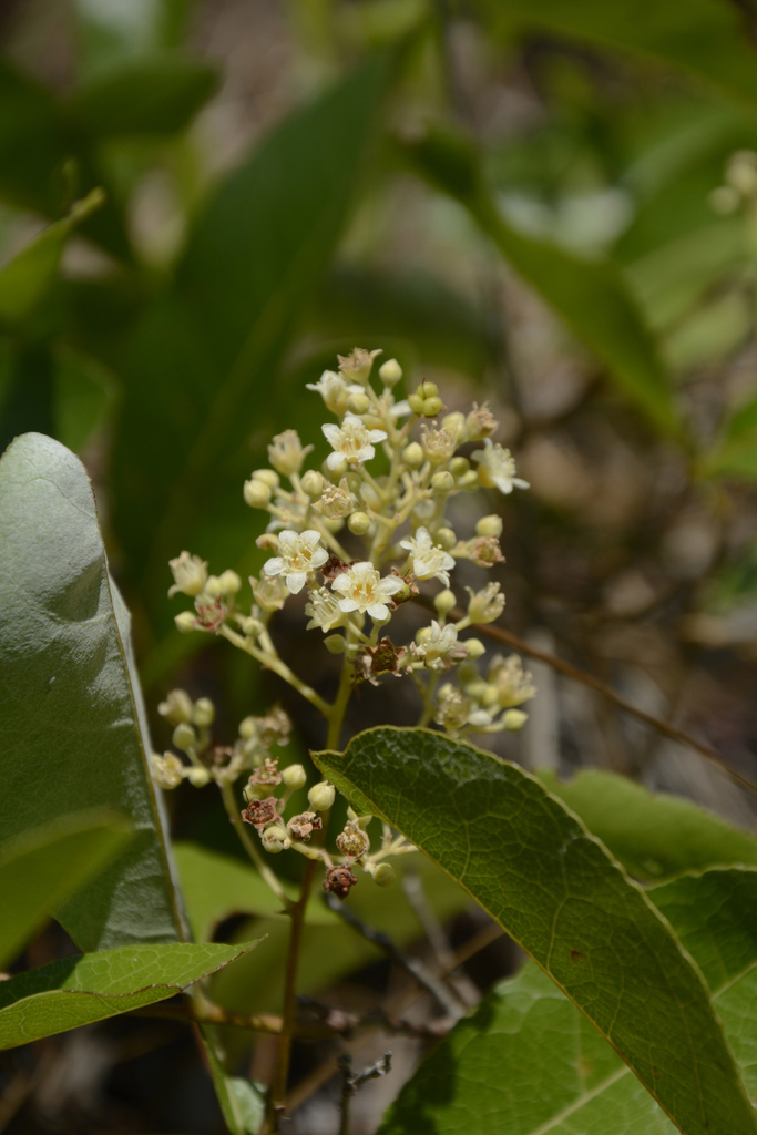 Gopher apple (Plants of the Florida Sandhill) · iNaturalist