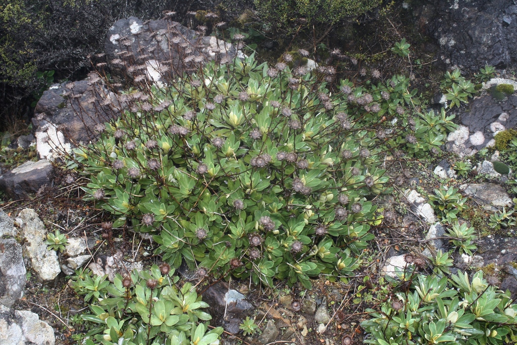 Celmisia hieraciifolia hieraciifolia from Mt Duppa summit, Nelson on ...