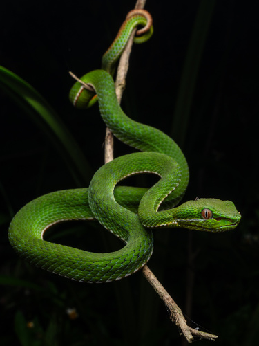 Chinese Green Tree Viper (Trimeresurus stejnegeri) - Snakes and Lizards