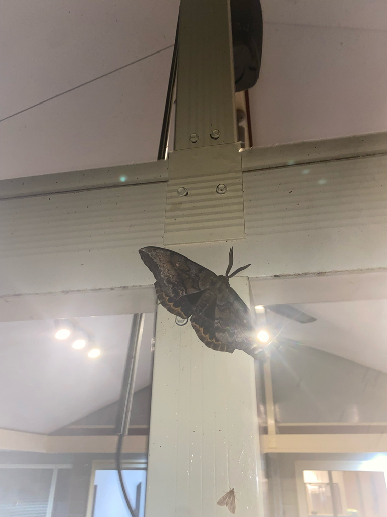 Batwing Moth from Ski Cove St, Smiths Lake, NSW, AU on May 22, 2025 at ...