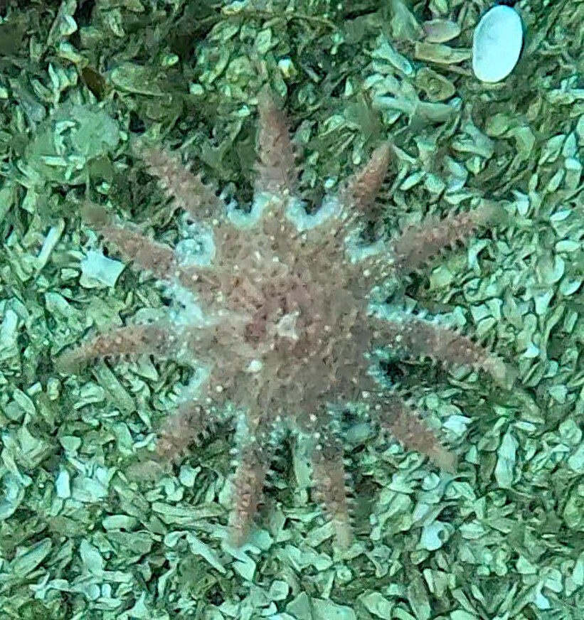 Rose Sun Star from Port Hardy on May 18, 2025 at 10:01 PM by robinho ...