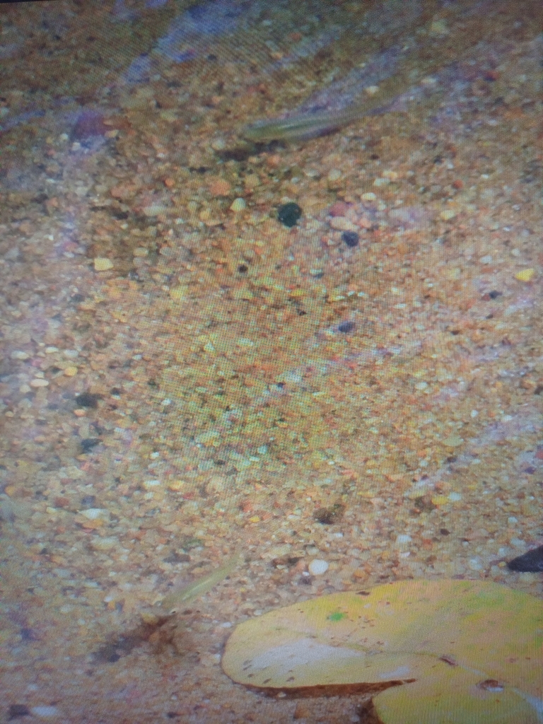 Ray-finned Fishes from Coal Creek QLD 4312, Australia on April 21, 2025 ...