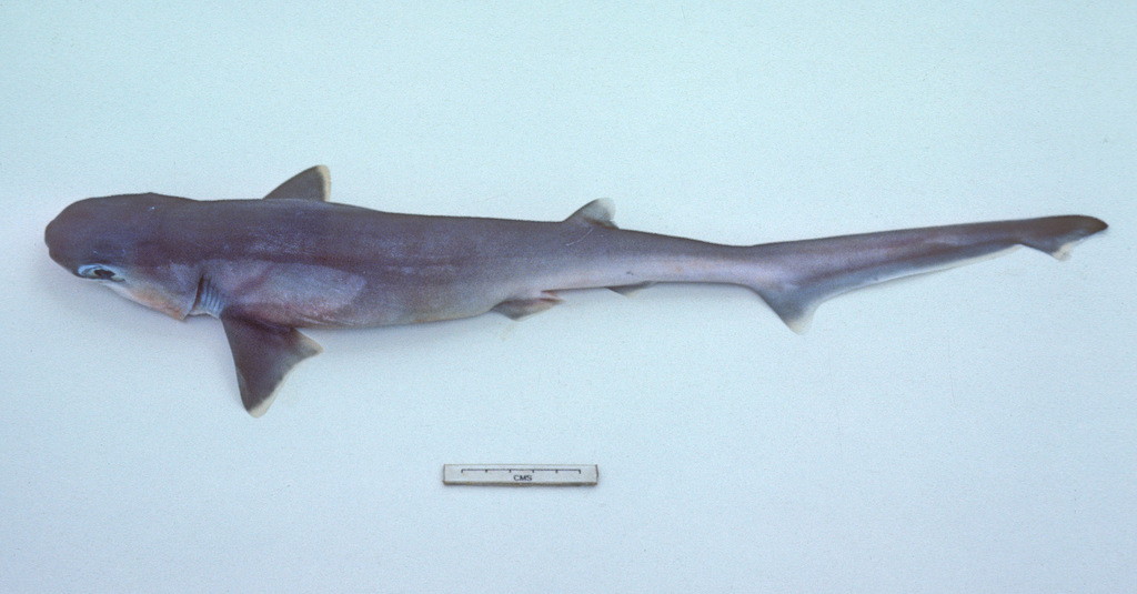 Sixgill Sharks (Hexanchus) - Marine Life Identification