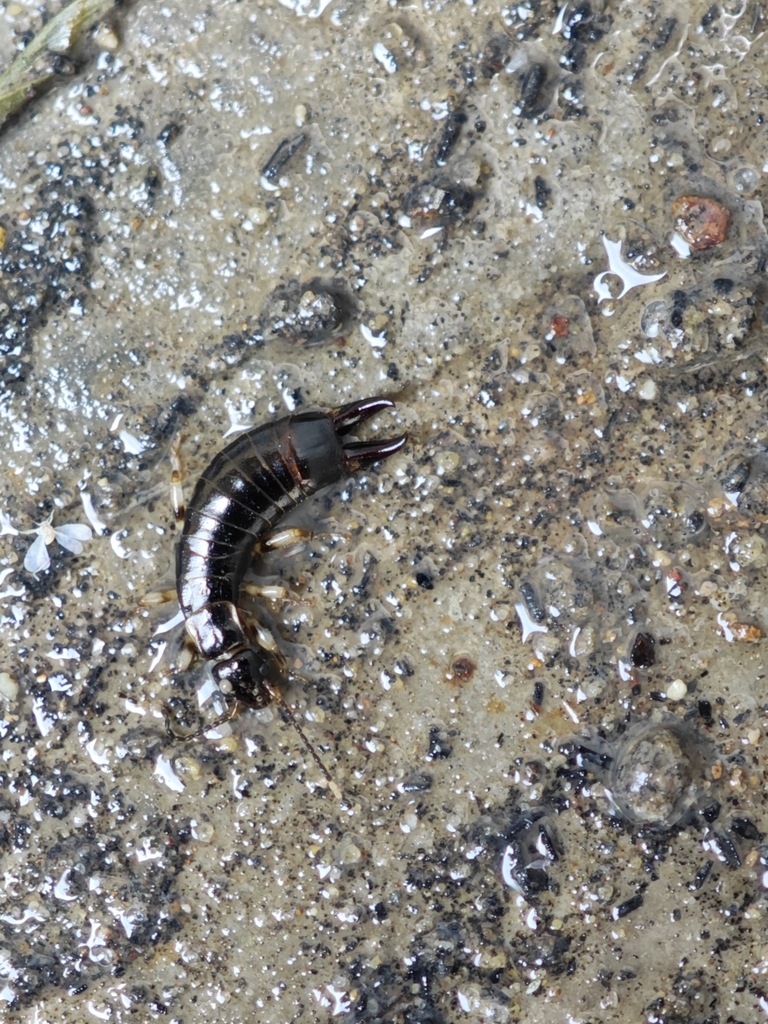 Euborellia in May 2025 by Sam Hambly · iNaturalist