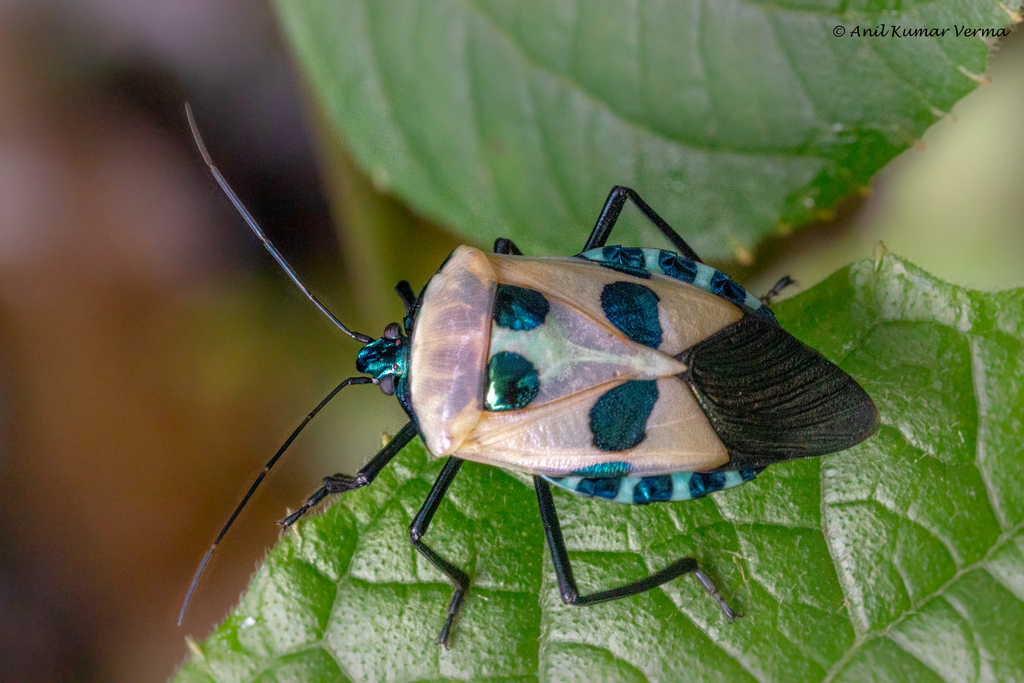 Man-faced Stink Bug from Amboli, Maharashtra 416510, India on August 17 ...