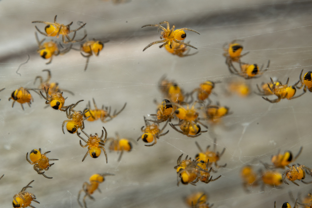 Angulate and Roundshouldered Orbweavers in May 2025 by Alan Yoshioka ...