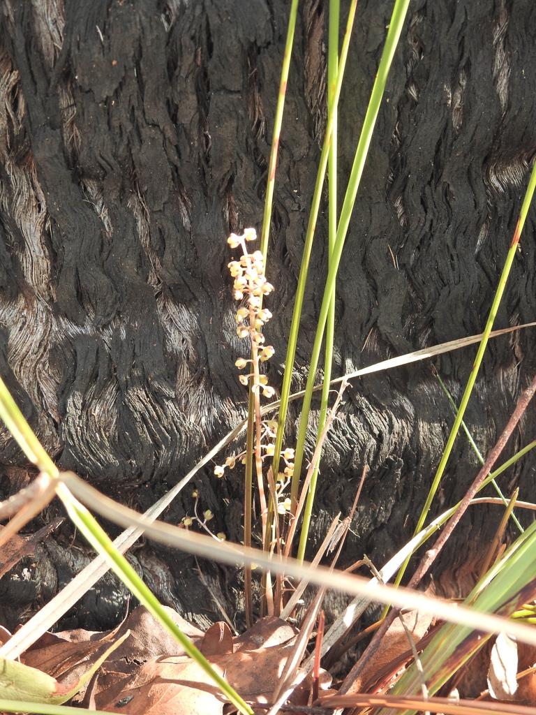 wattle mat-rush from Talegalla Weir QLD 4650, Australia on May 23, 2025 ...