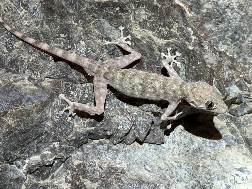 Eastern Arabian Fan-toed Gecko in May 2025 by globalherping · iNaturalist