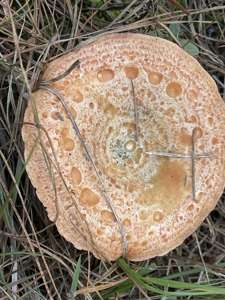 saffron milkcap from Passchendaele QLD 4380, Australia on May 23, 2025 ...