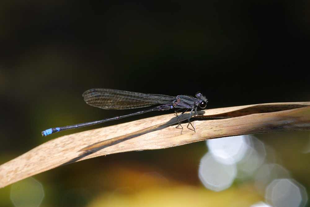 Argia modesta Selys, 1865
