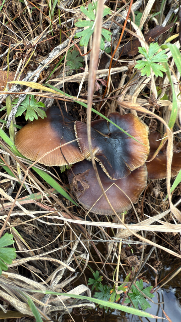 Psilocybe subaeruginosa from Corin Rd, Paddys River, ACT, AU on May 18 ...
