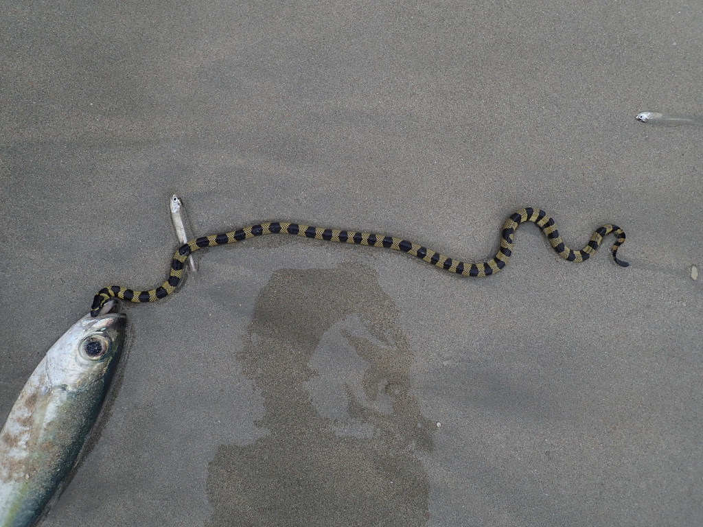 Annulated Sea Snake from South Andaman, IN-AN, IN on August 16, 2019 at ...
