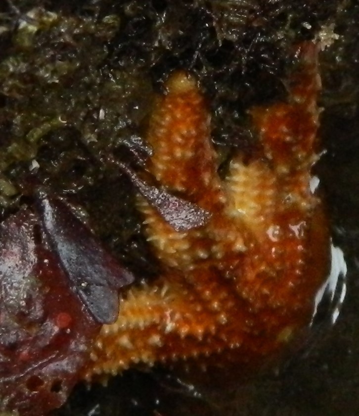 Six-rayed Star from Kitsap County, WA, USA on June 17, 2011 at 01:07 PM ...