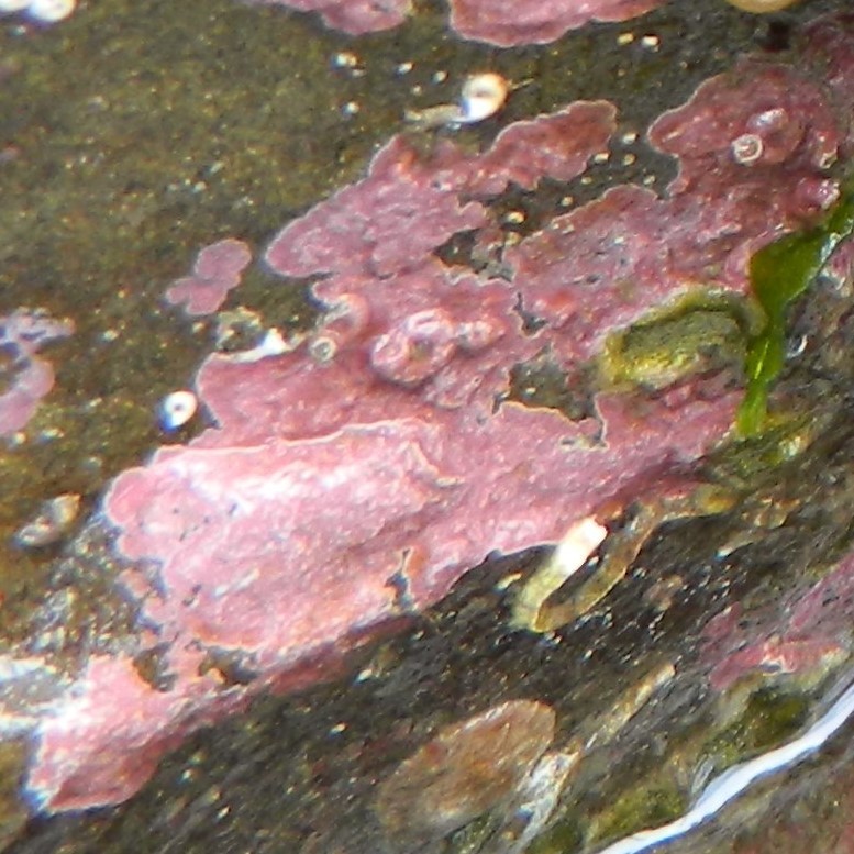 Crustose coralline algae (Lithothamnion) - Botanical Realm