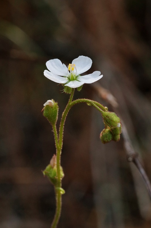 Natal Sundew (Drosera natalensis) (Sundews and allies in southern ...