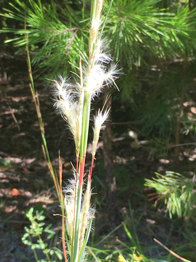 Splitbeard Bluestem (Plants of NRMP ) · iNaturalist