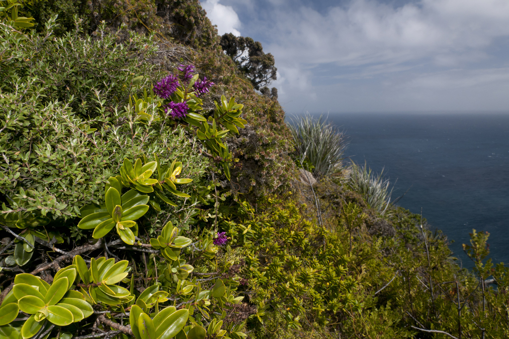 Veronica punicea in March 2016 by Peter de Lange. Locally common ...