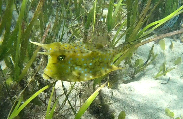 Longhorn Cowfish (Lactoria cornuta) - Marine Life Identification