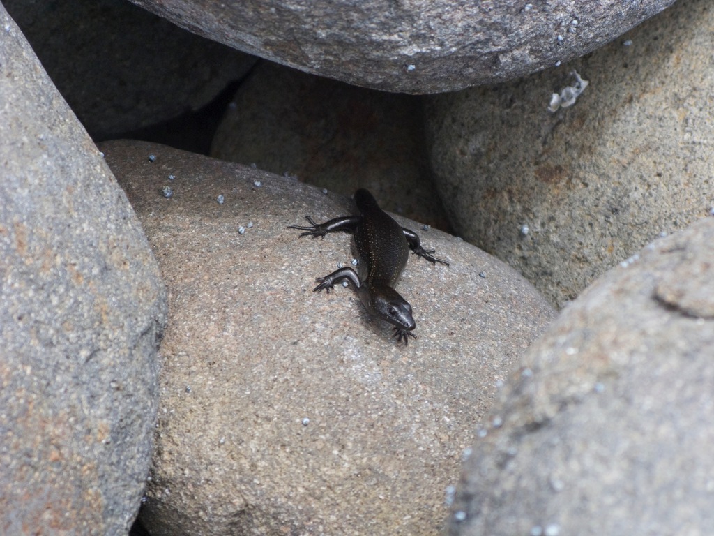 Shore Skink in December 2016 by Trina Smith. common amongst beach ...