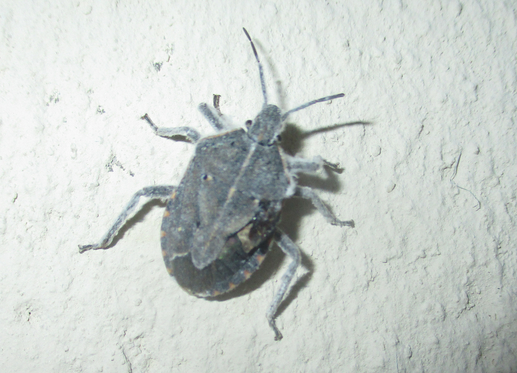 Pseudatelus notatipennis from Serowe Botswana on May 20, 2025 by ...