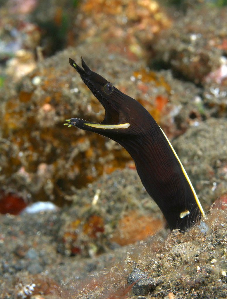 Ribbon Eel from Karang Asem, ID-BA, ID on May 15, 2004 at 12:21 AM by ...